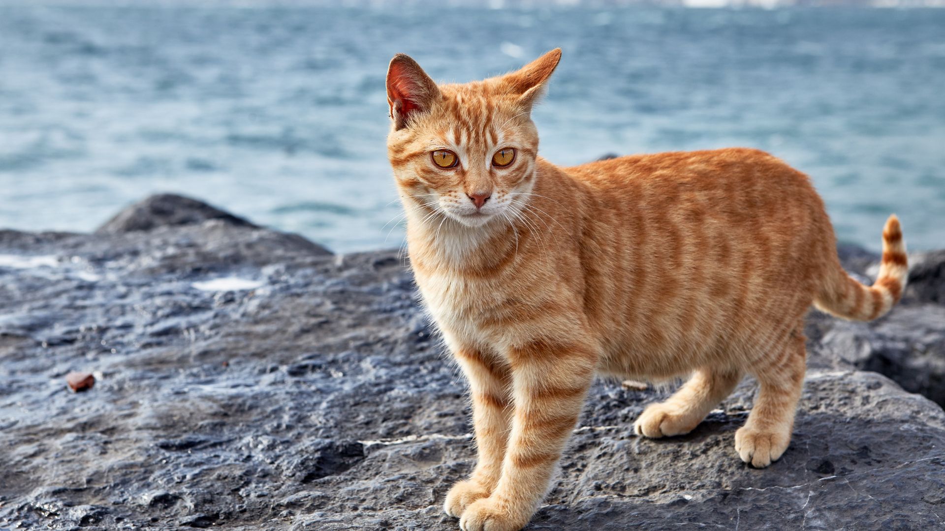 Cat Adoption Application | Serenity Animal Hospital Cat Adoption Application | Serenity Animal Hospital