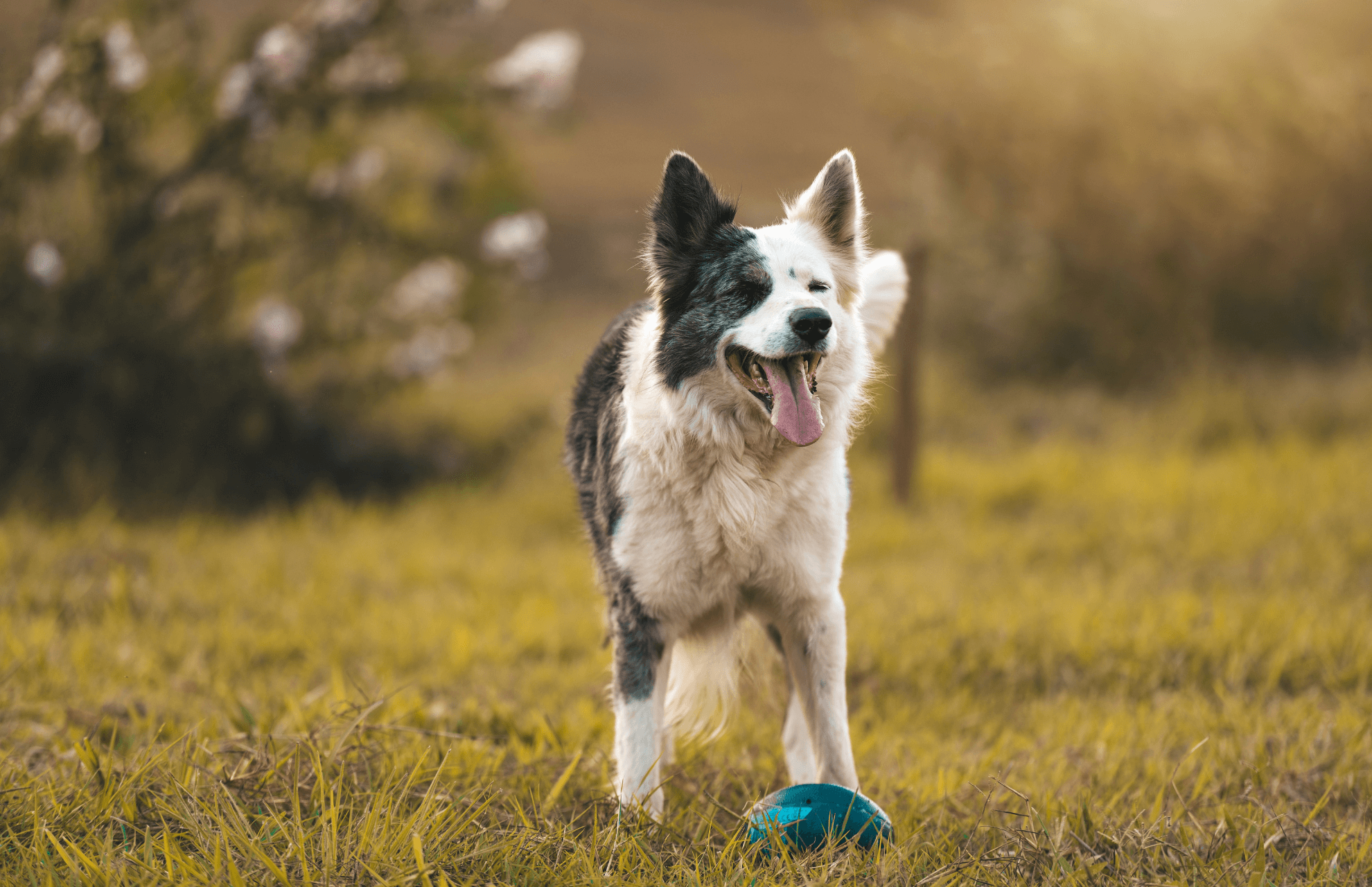 Pet Grieving Room In Sterling Heights, MI 48312 | Serenity Animal Hospital